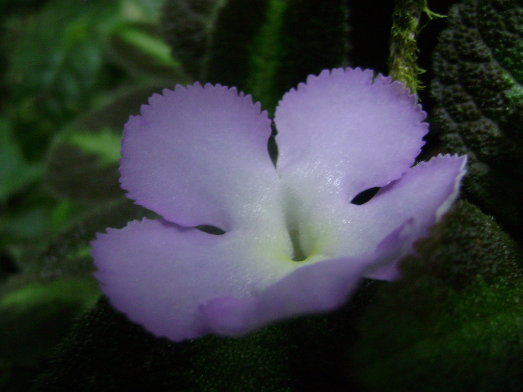 Episcia lilacina from Rio San Juan, Nicaragua on August 28, 2010 at 03: ...