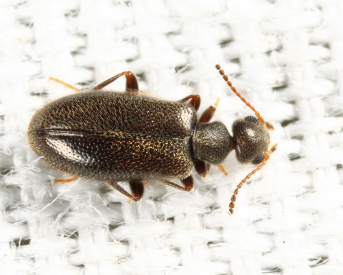 Sapintus pubescens · iNaturalist