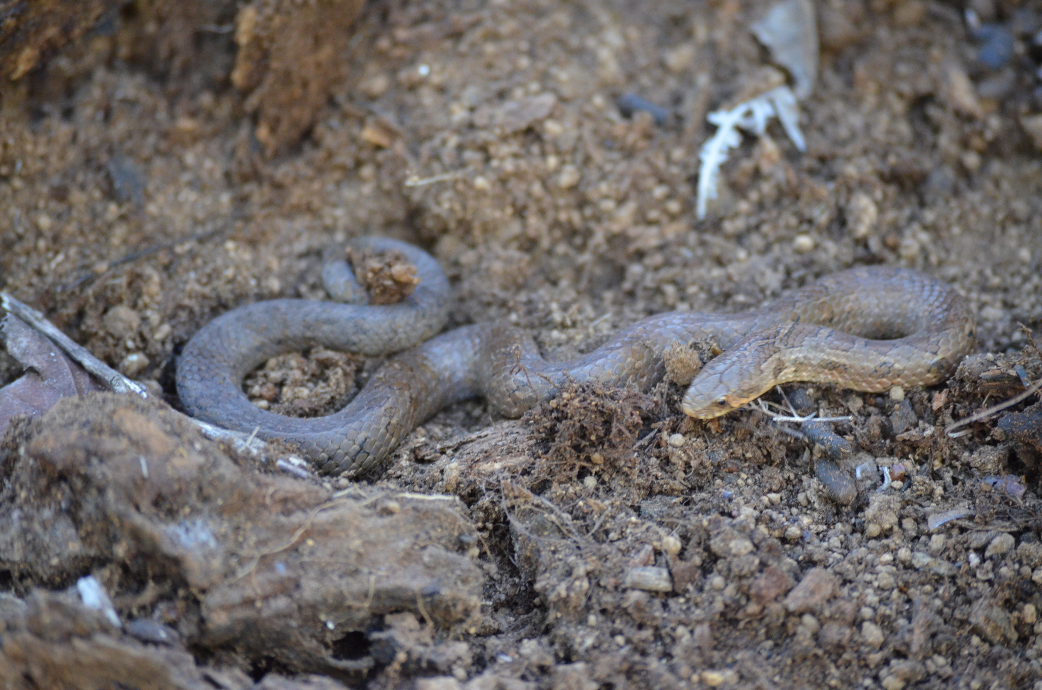 Conopsis biserialis (Taylor & Smith, 1942)