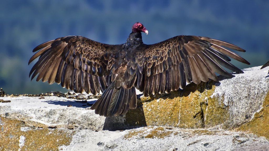 Turkey Vulture from Capital, BC, Canada on July 26, 2020 at 10:57 AM by ...