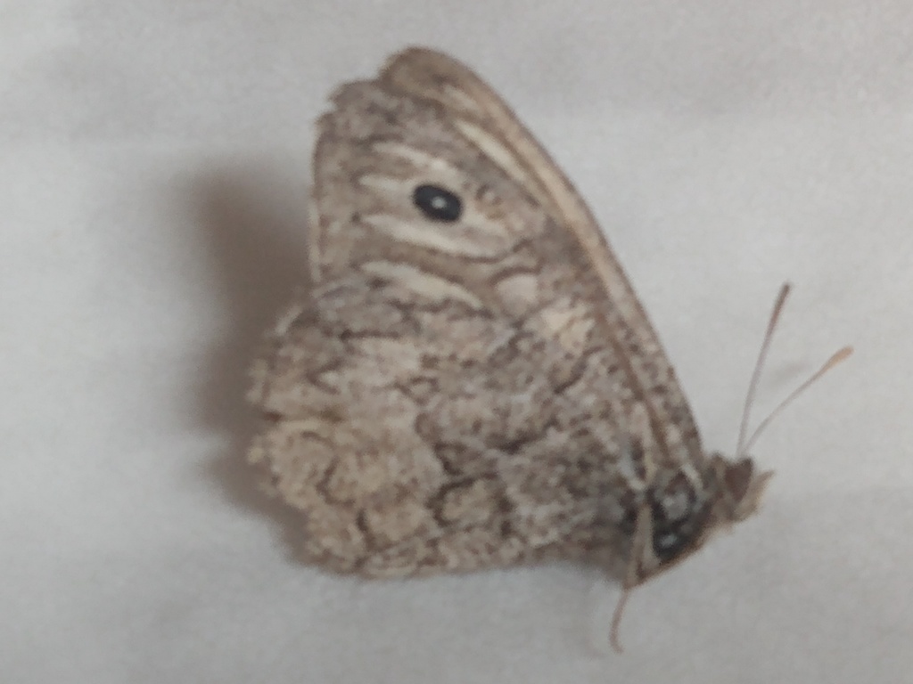 Ridings' Satyr from Lemhi County, ID, USA on August 6, 2020 at 01:49 PM ...