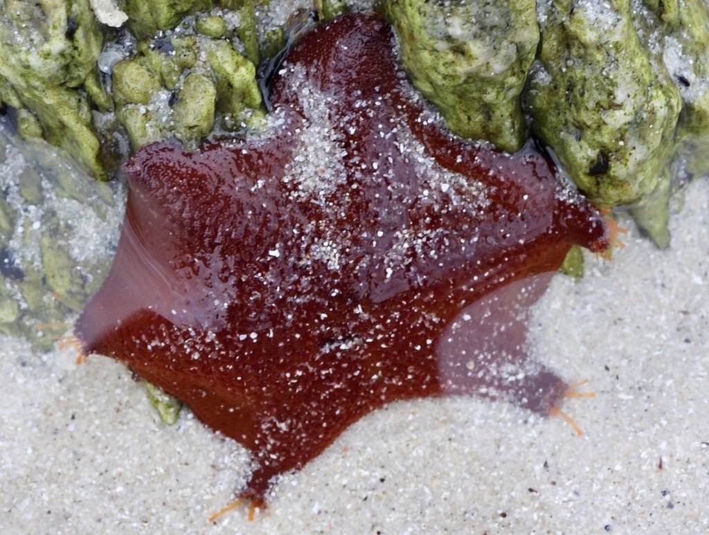 Gunn's six-armed star from Spencer Gulf, SA, AU on August 07, 2020 at ...