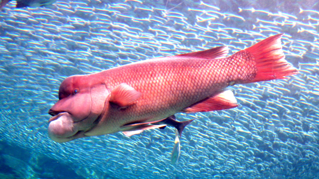 Asian Sheepshead Wrasse (Bodianus reticulatus) - Marine Life Identification