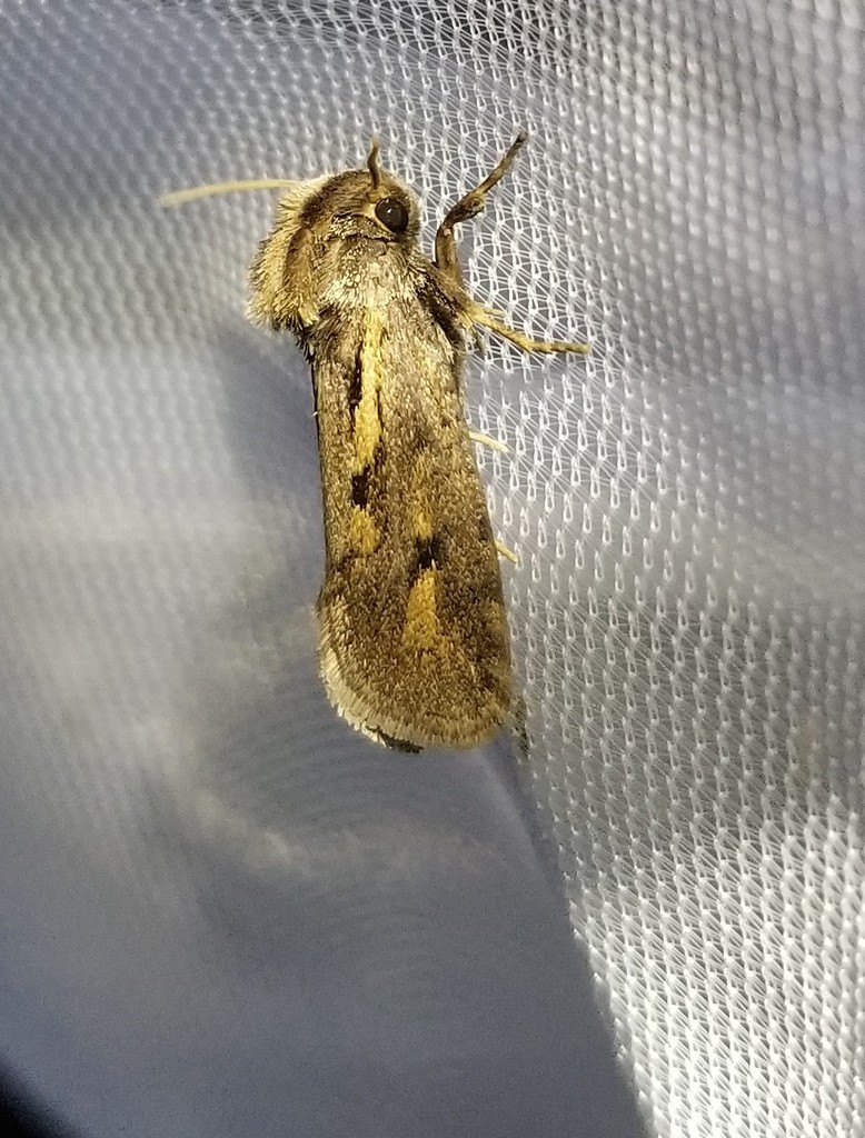 Clemens' Grass Tubeworm Moth from Northampton, St. Louis, MO, USA on ...