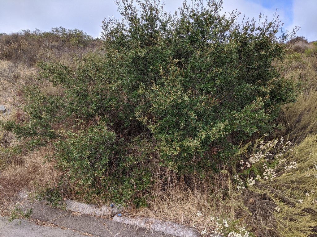 Torrey's Hybrid Oak (Quercus × acutidens) - Botanical Realm
