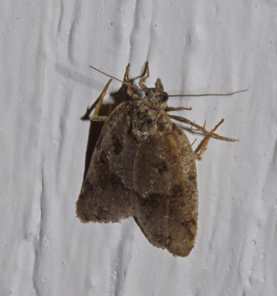 Rose Tortrix Moth from Le Rocher-Percé, QC, Canada on August 4, 2020 at ...
