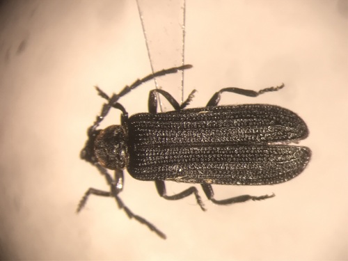 Eropterus arculus · iNaturalist Mexico