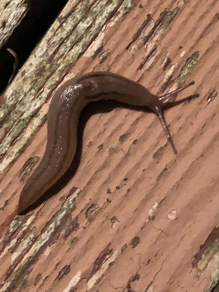 Striped Greenhouse Slug in August 2020 by Paula · iNaturalist