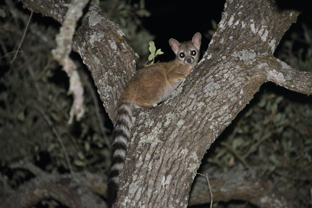 Ringtail from Comal County, TX, USA on August 6, 2020 at 11:29 PM by ...
