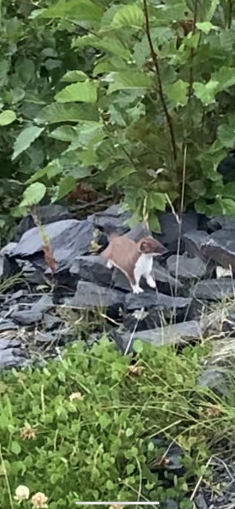 Kodiak Island Stoat (Mustela erminea kadiacensis) - Know Your Mammals