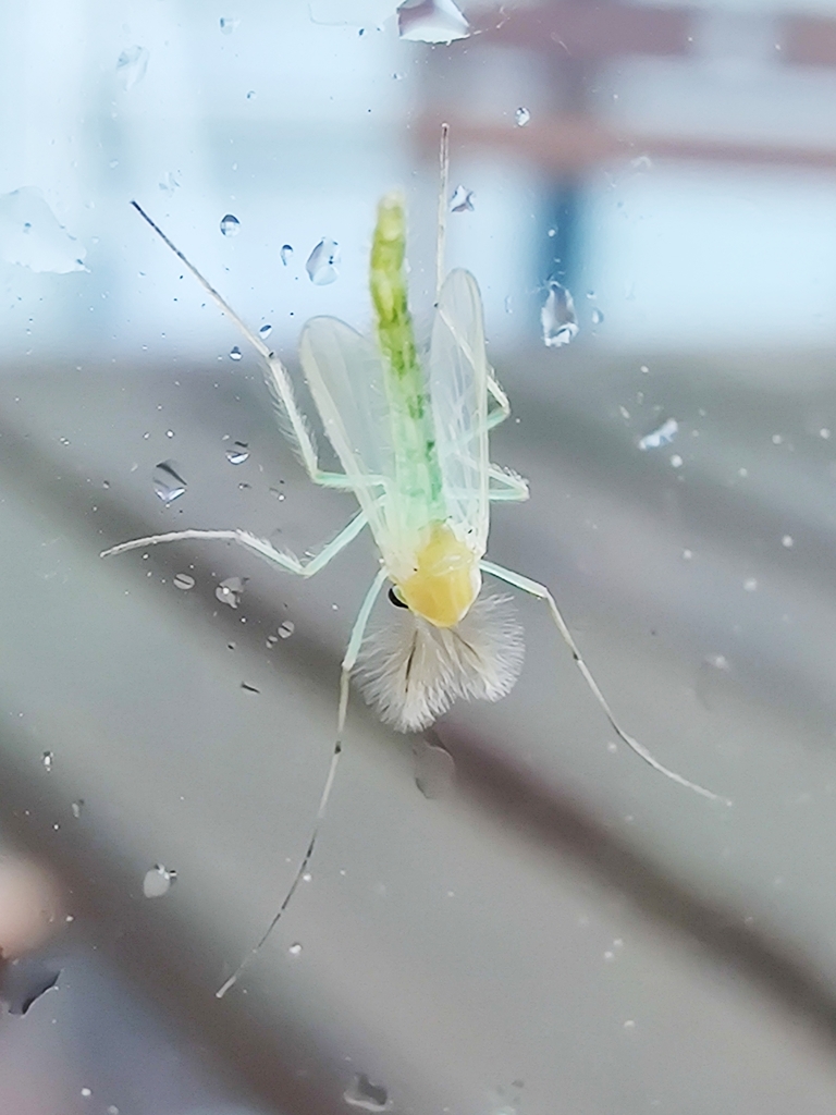Non-biting Midges from Kangasala, Suomi on August 07, 2020 at 09:38 AM ...