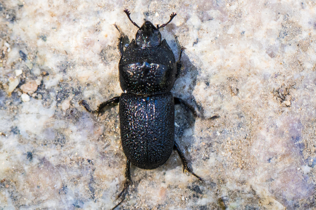 Rugose Stag Beetle from Deep Creek on June 30, 2017 at 10:41 AM by BJ ...