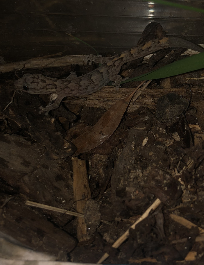 Southern Marbled Gecko from East Gateway, Wyndham Vale, VIC, AU on ...