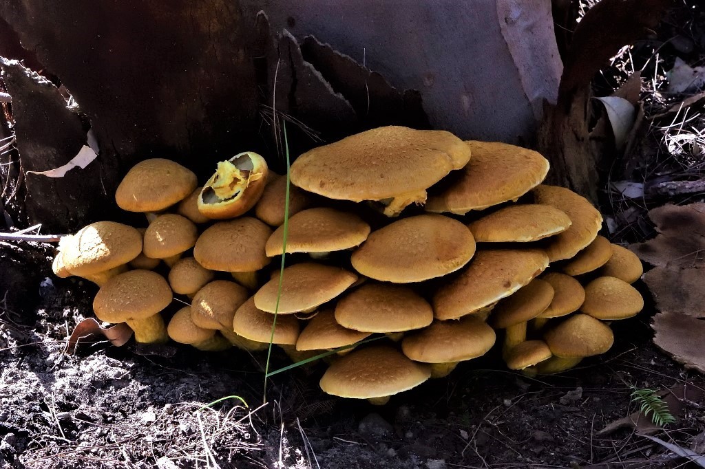 Spectacular Rustgill from Scattergood Nature Reserve, St Helens Park ...