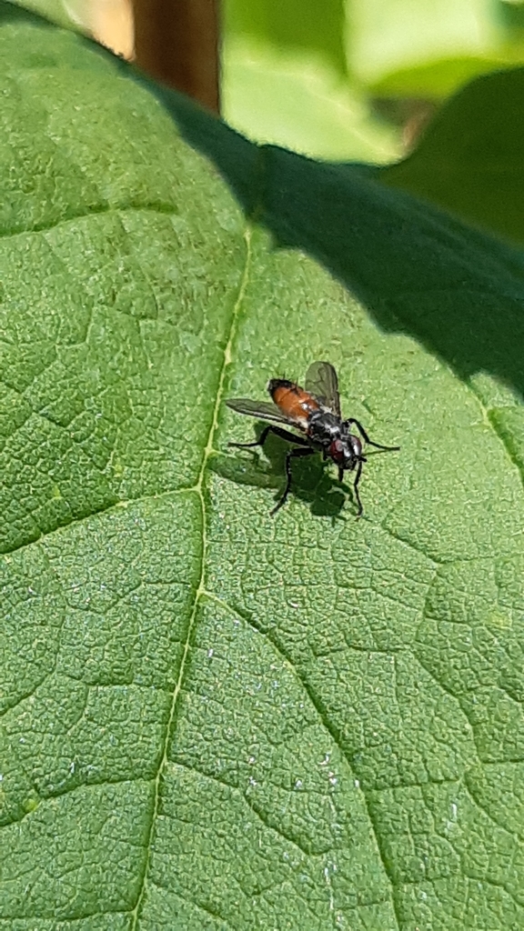 Bot Flies, Blow Flies, and Allies from Çankaya on August 7, 2020 at 10: ...