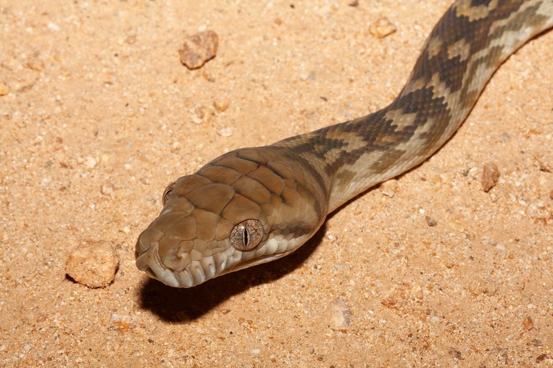 Australian Scrub Python from Lockhart River QLD 4892, Australia on ...