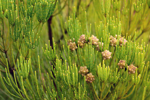 Genus Gymnostoma · iNaturalist