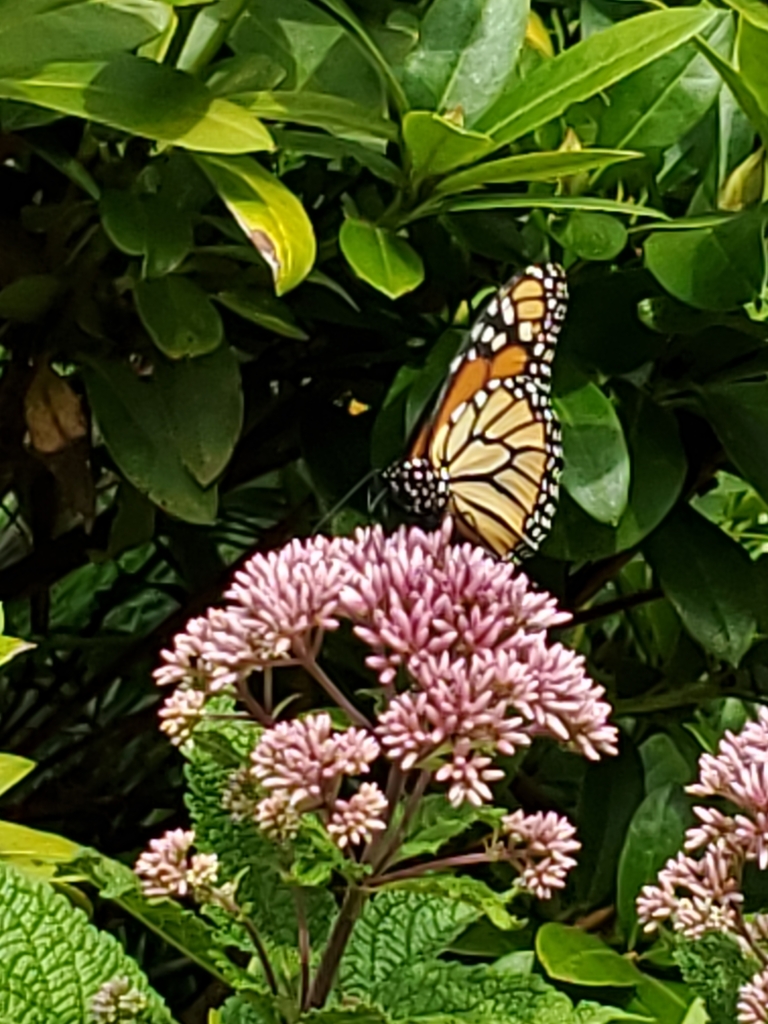 Monarch from Frederick County, US-MD, US on August 6, 2020 at 12:41 PM ...