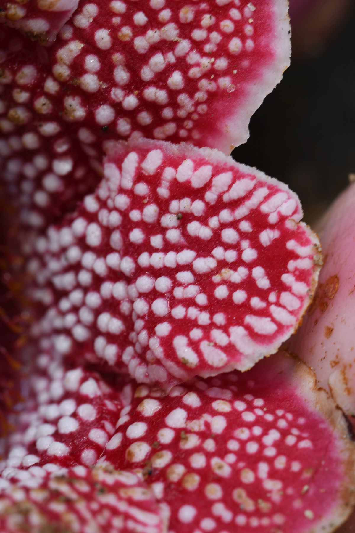 Sapria himalayana Griff.