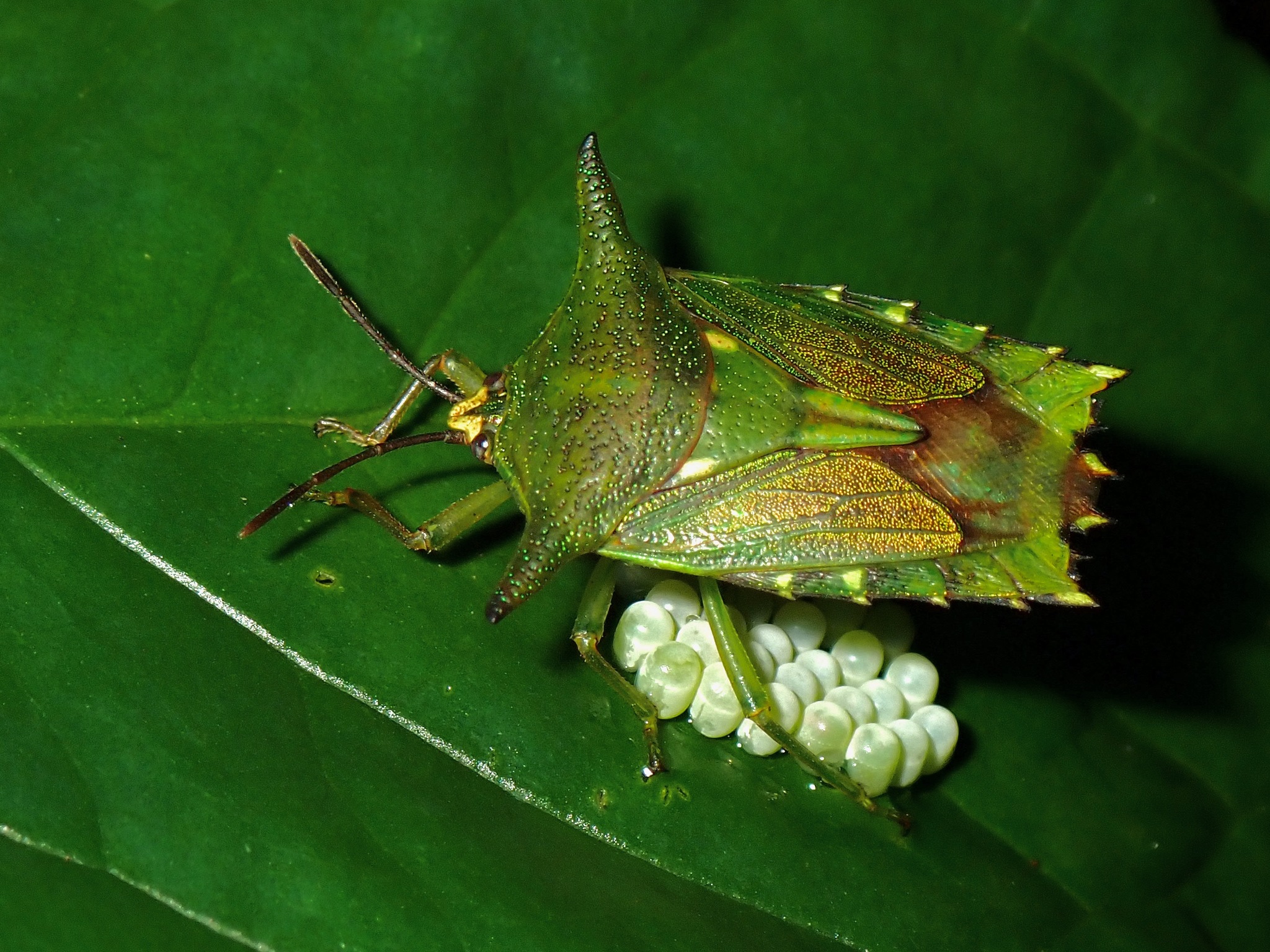 Pygoplatys Dallas, 1851