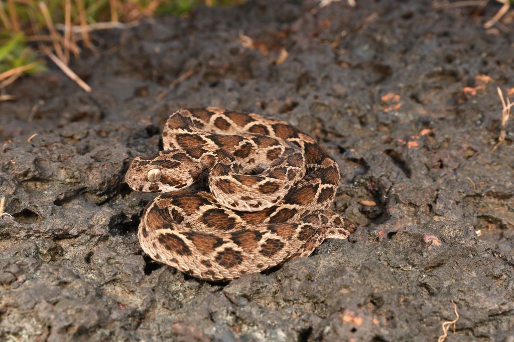 Saw-scaled Viper (Echis carinatus) - Snakes and Lizards