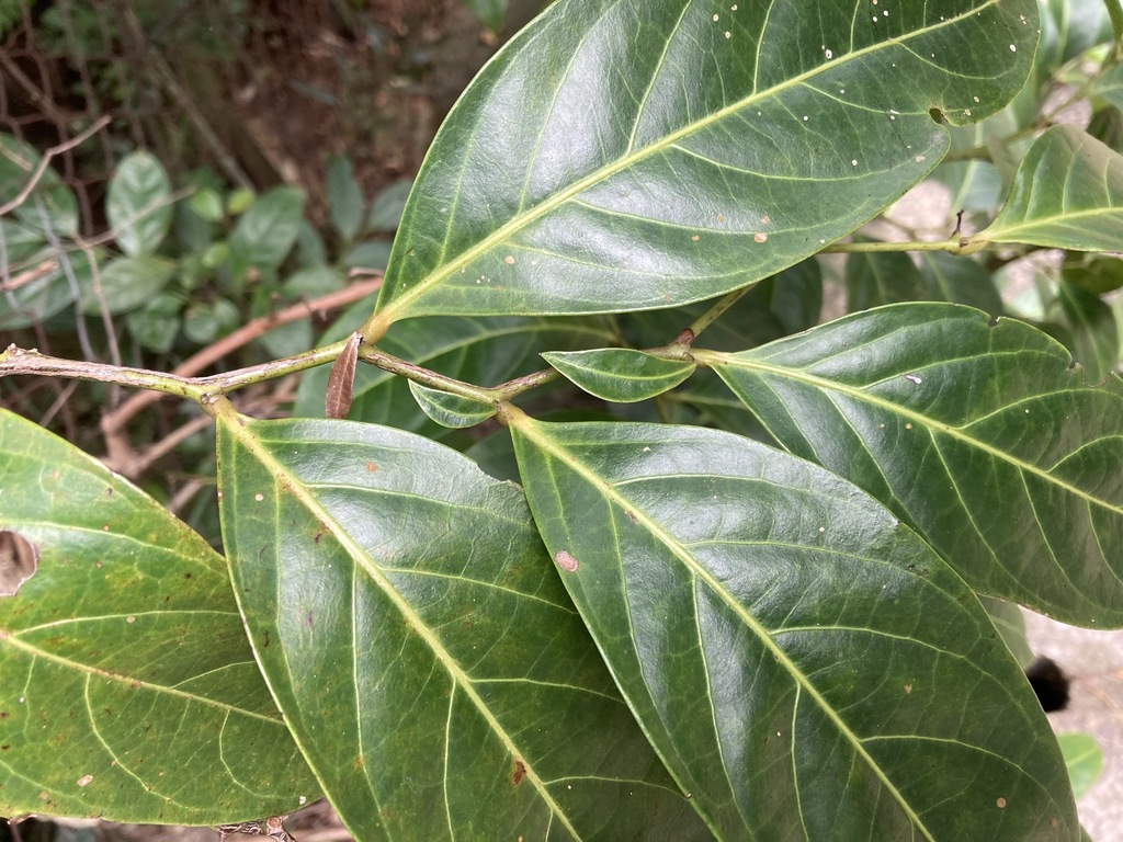 Large-leaved Abacus Plant (Glochidion lanceolarium) - Botanical Realm