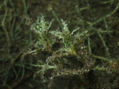 Subspecies Najas marina intermedia · iNaturalist