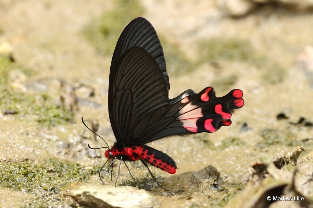 rose windmill from Punakha, Bhutan on May 1, 2014 at 10:23 AM by markus ...
