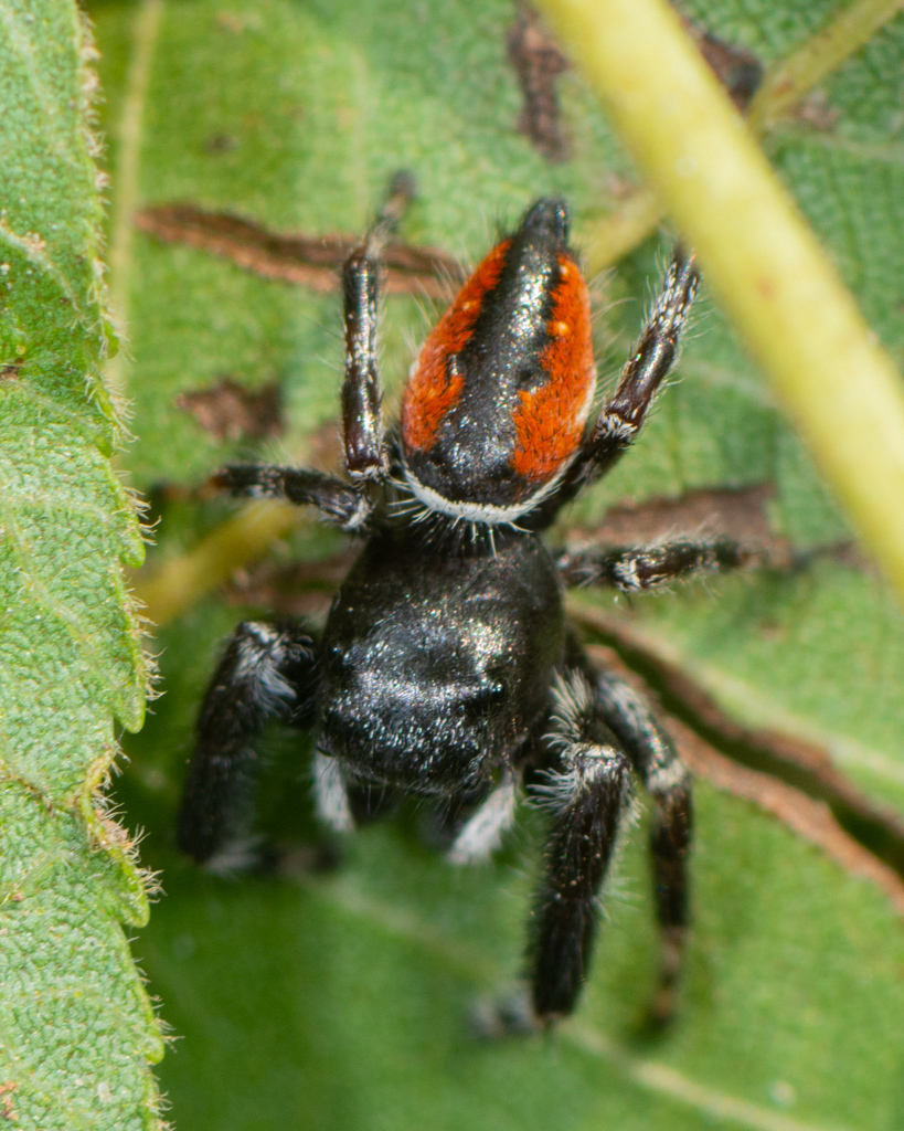 Brilliant Jumping Spider in August 2020 by Tracey Fandre · iNaturalist