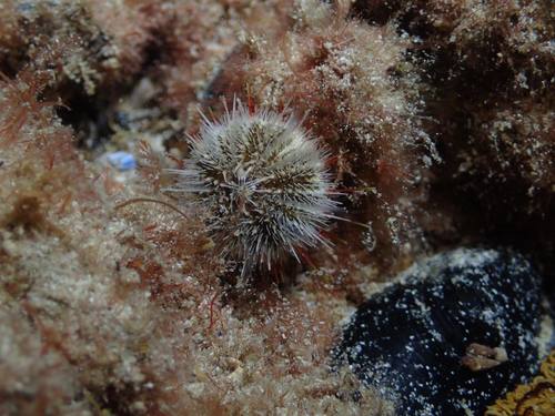 Temnopleurus michaelseni · iNaturalist