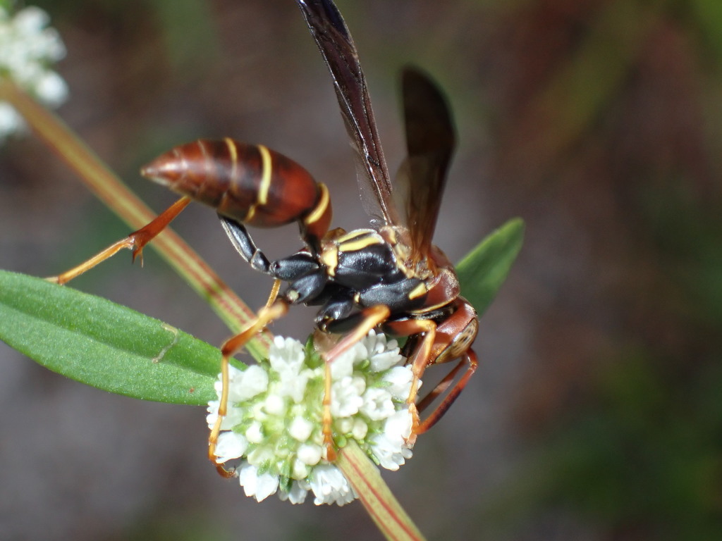 Hunter's Little Paper Wasp from Coconut Creek, FL, USA on August 6 ...