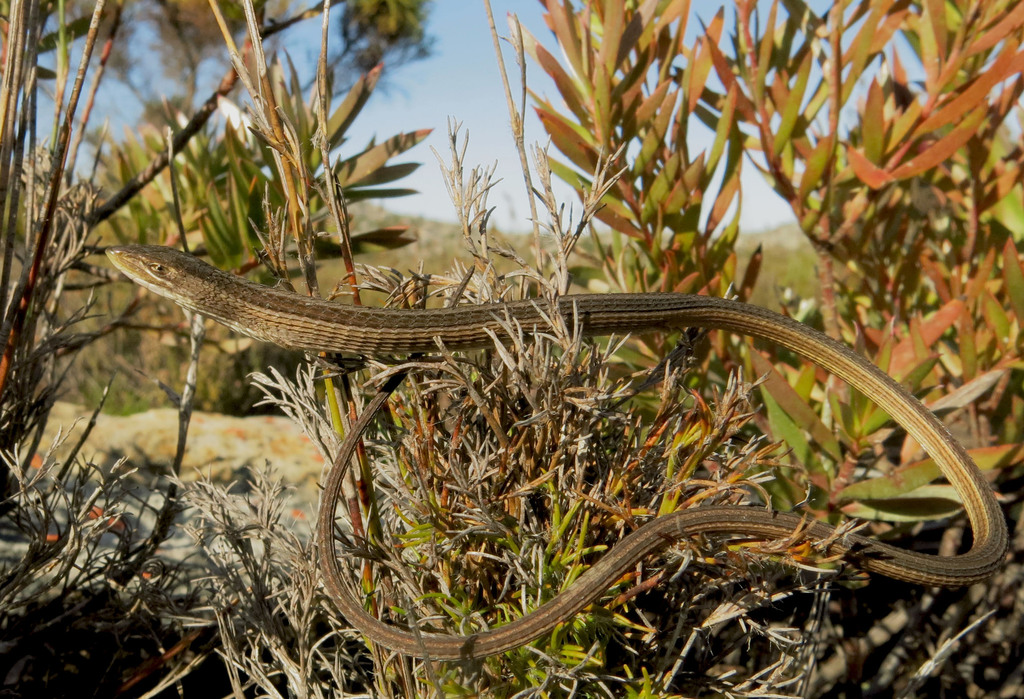 Cape Snake Lizard from Silver Mine (Nature Reserve), Cape Town, South ...