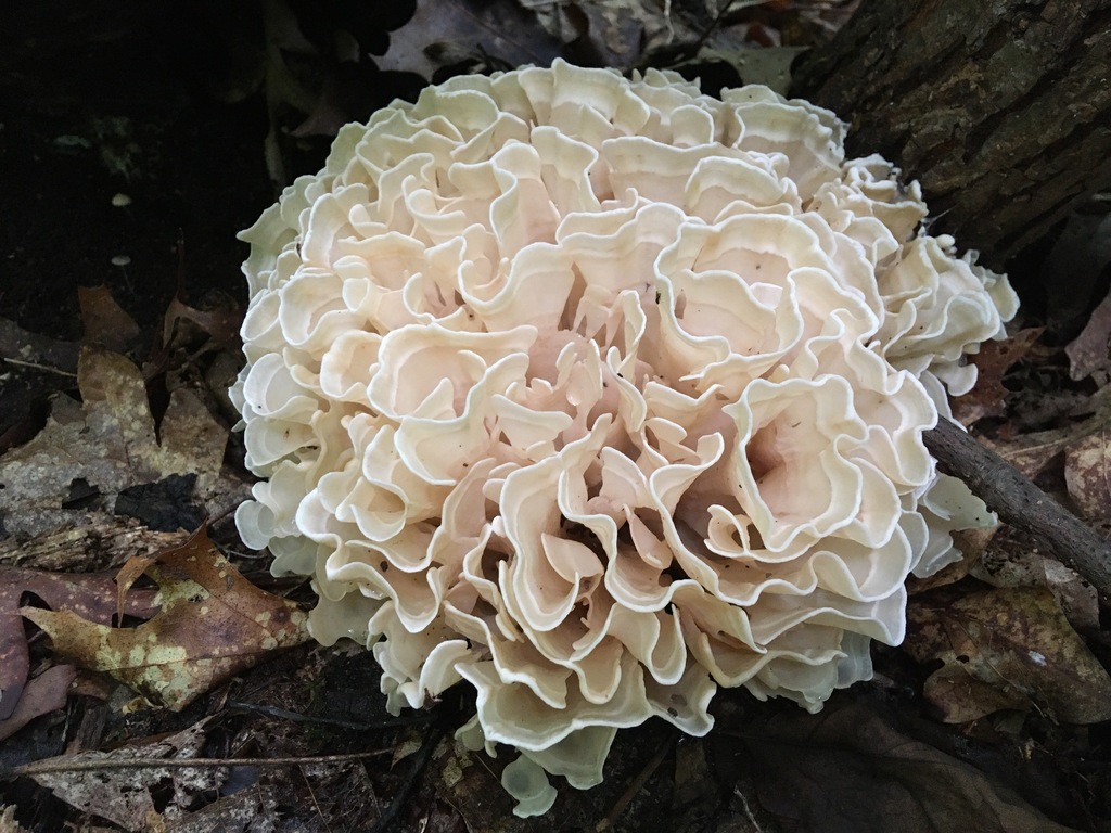 Cauliflower Mushroom Identification