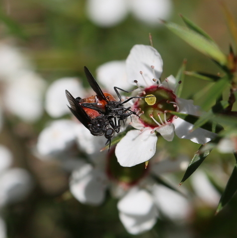 Winged and Once-winged Insects from Edward Hunter Heritage Bush Reserve ...
