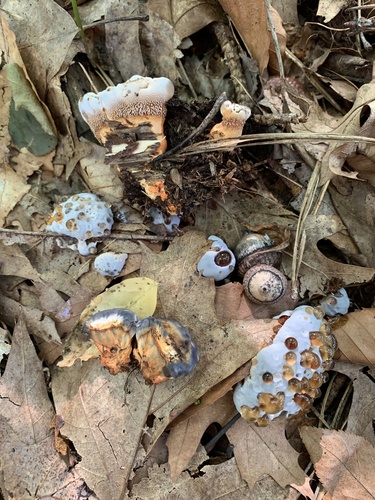 Hydnellum ferrugipes · iNaturalist