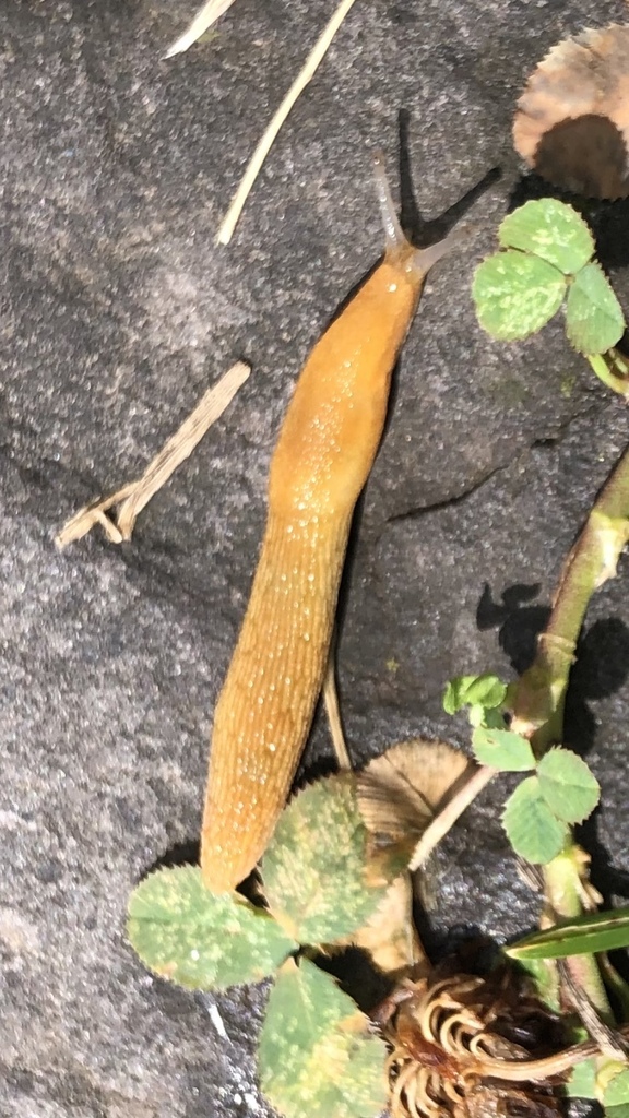 Western Dusky Slug from CR-3, Margaretville, NY, US on August 7, 2020 ...