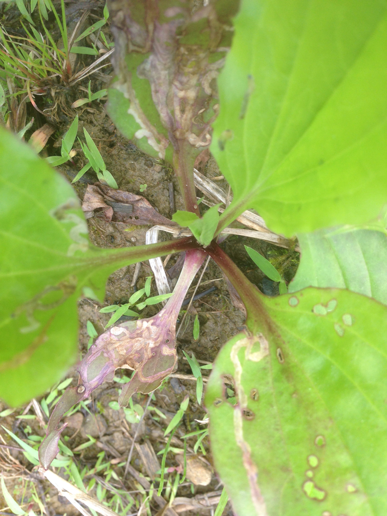 American plantain (NPS National Capital Region Wildflowers ) · iNaturalist