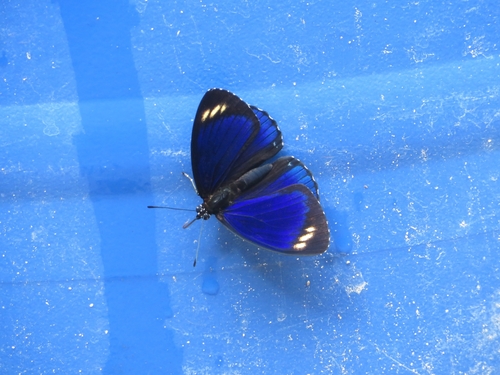 (Callicore astarte subsp. casta)