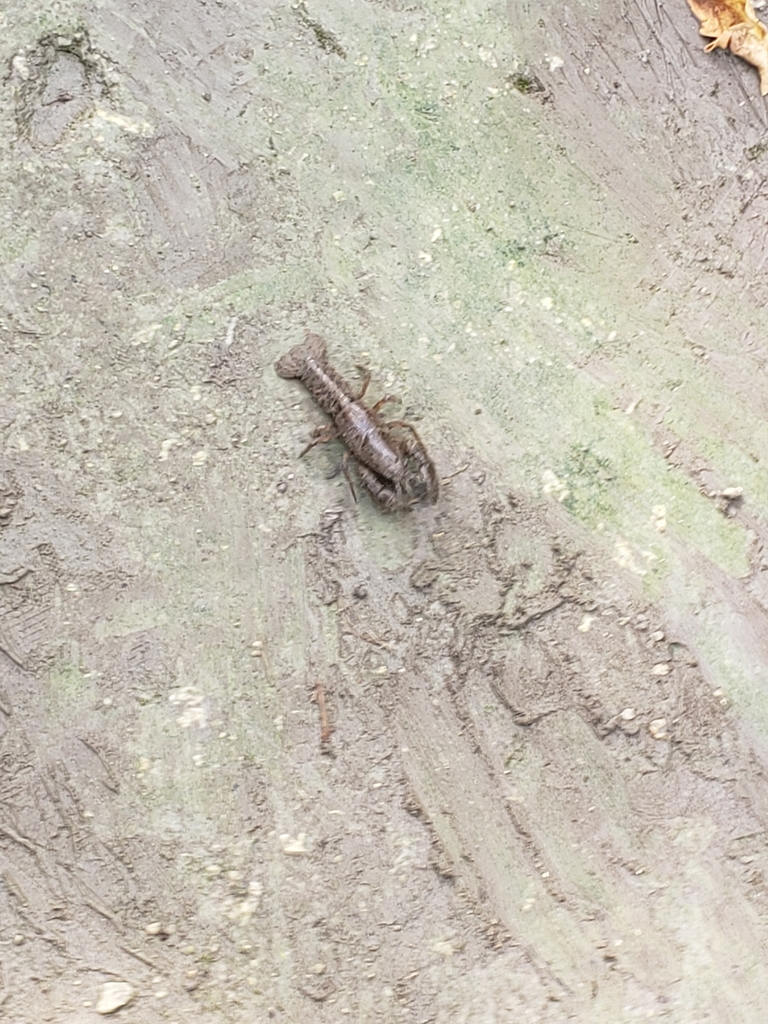 Digger Crayfish from Simcoe, CA-ON, CA on August 7, 2020 at 11:14 AM by ...