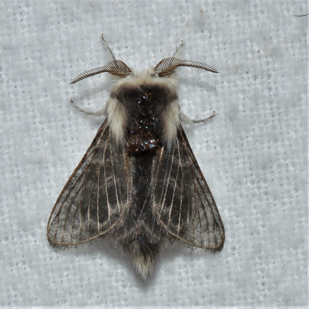 Larch Tolype Moth from Val-d'Or, QC, Canada on August 6, 2020 at 10:13 ...