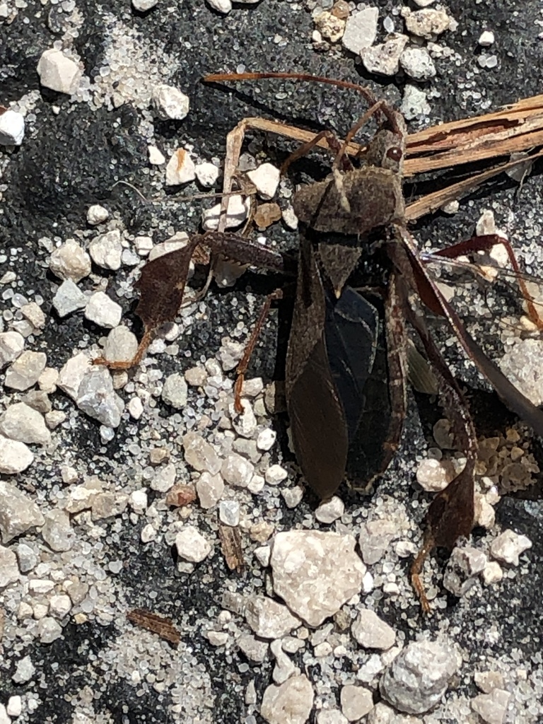 Northern Leaf-footed Bug from RT-94, Augusta, MO, US on August 7, 2020 ...