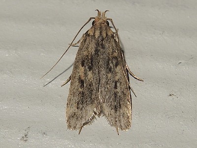 Himalayan Grain Moth from Broad Channel, Queens, NY, USA on August 6 ...