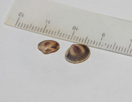 Genus Cyanocyclas · iNaturalist