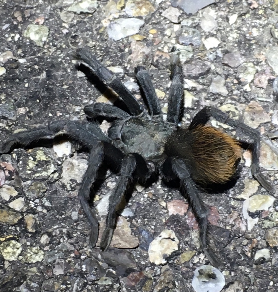 Chiricahuan Gray Tarantula from NM-27, Hillsboro, NM, US on August 6 ...