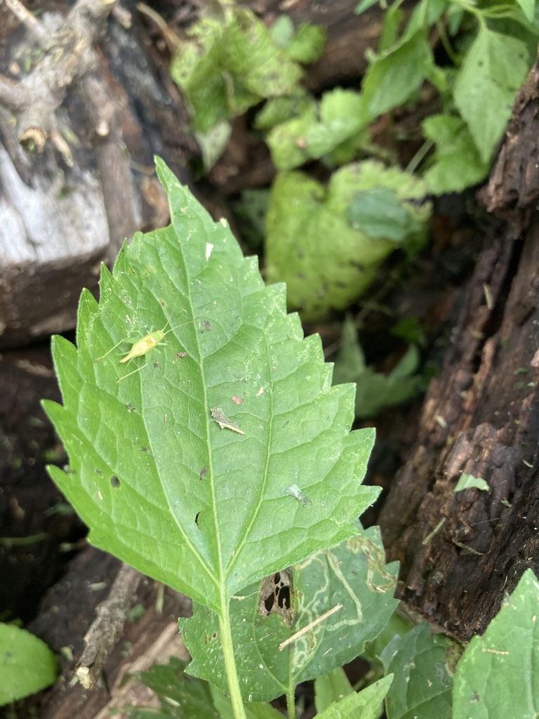 True Crickets and Allies from Pennypack On The Delaware, Philadelphia ...