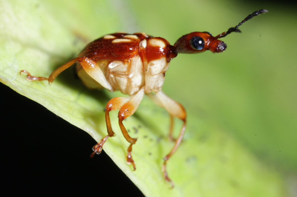 Hamiltonius trinotatus in August 2020 by Franz Anthony · iNaturalist