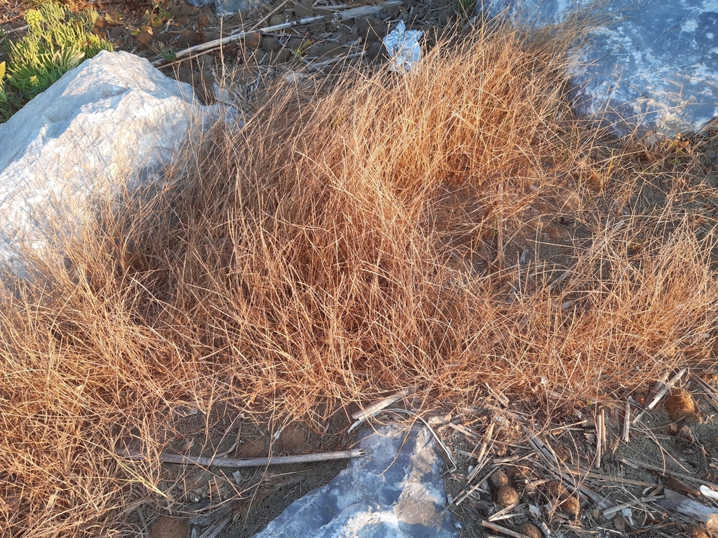 Parapholis filiformis (Madeira Plants Poaceae) · iNaturalist