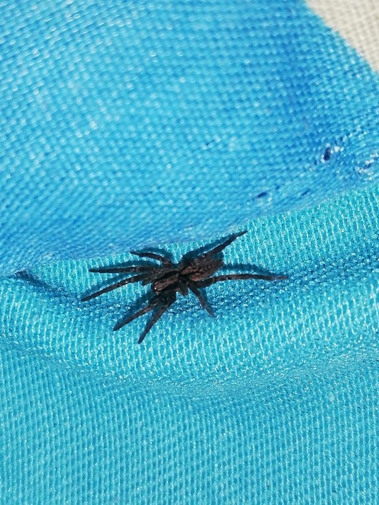 Ghost Spiders from m on August 1, 2020 at 02:02 PM by entoagroutn ...