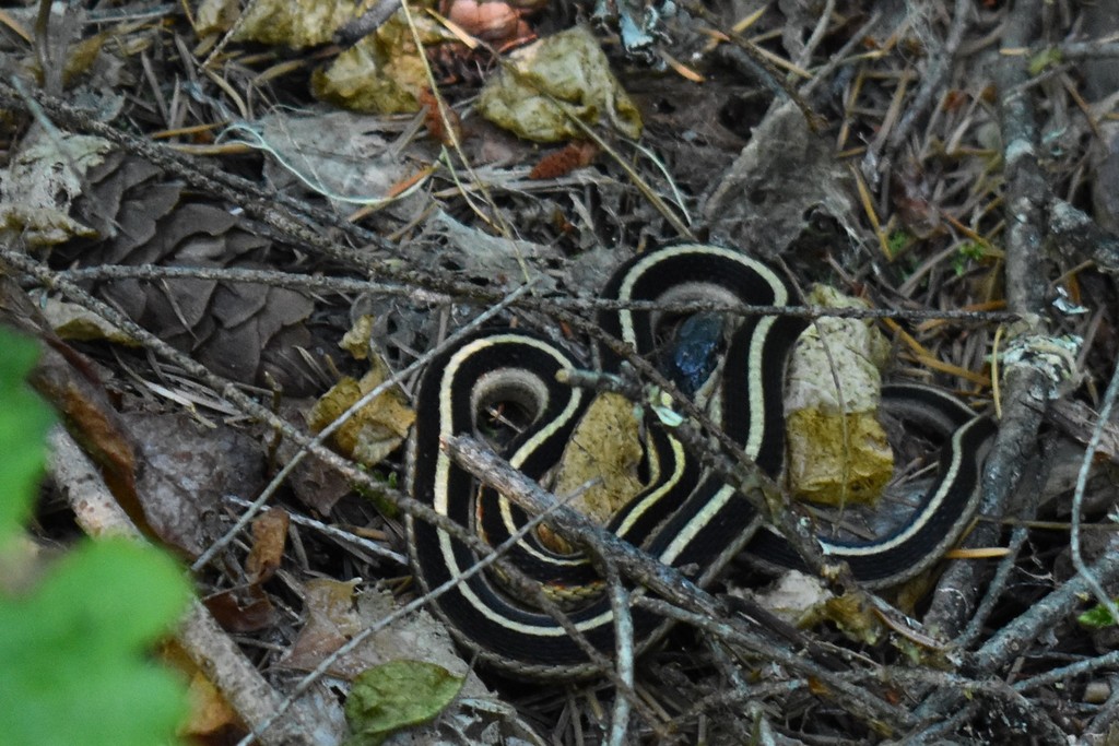Valley Garter Snake from Trinity County, CA, USA on July 25, 2020 at 10 ...