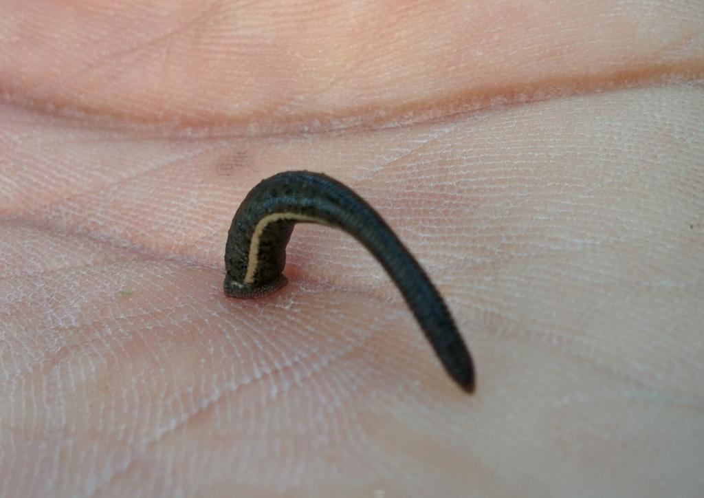 Leeches from Village and Forest of SarmoliMunsyari, Uttarakhand 262554 ...